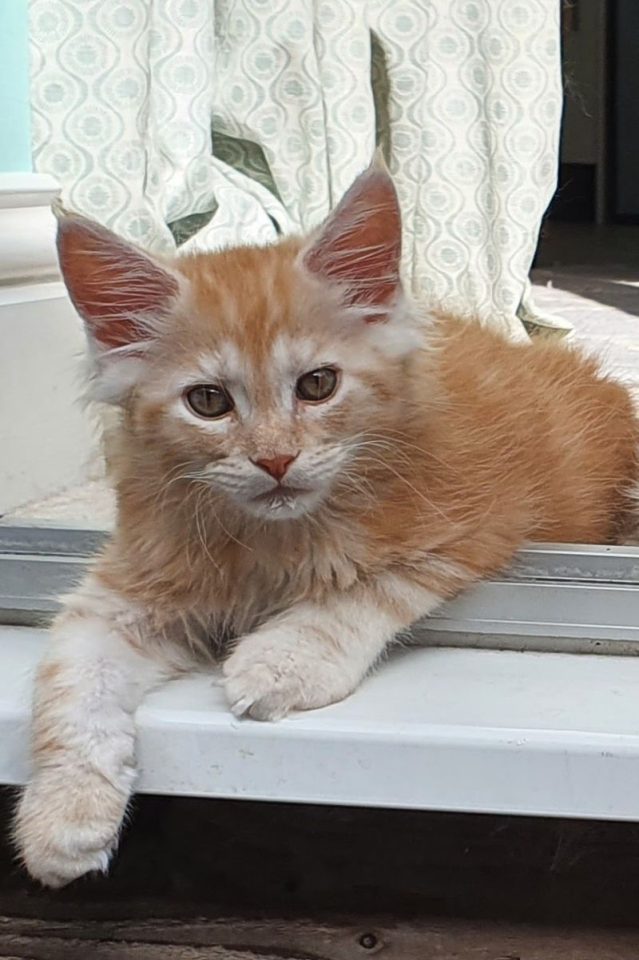 10 Fabulous Ginger Cat Facts – petsKB
