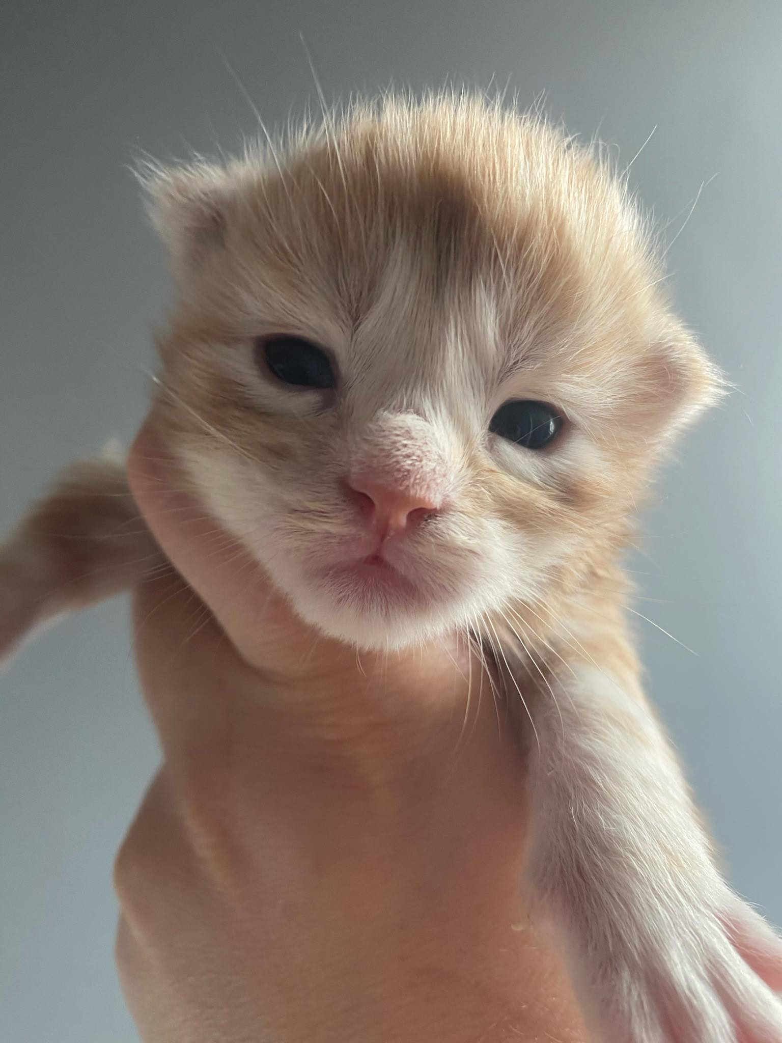 How Do Cats See The World? – petsKB