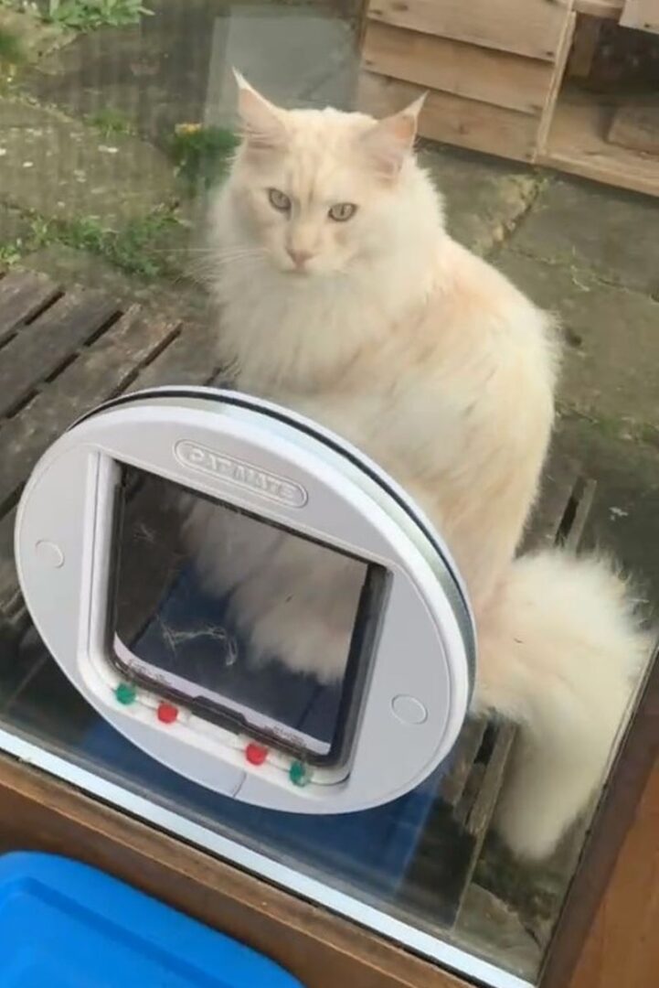 What size cat flap should you get for a Maine Coon? – petsKB