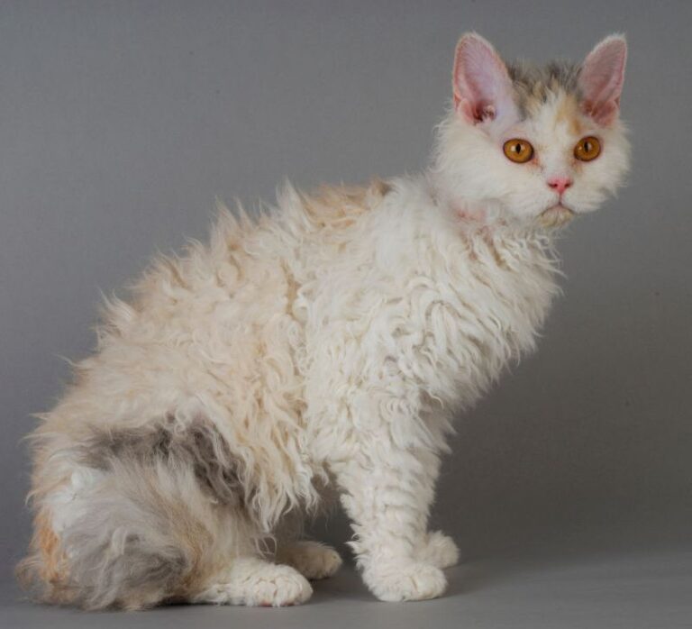 What kind of cat is Garfield? 13 possibilities – petsKB