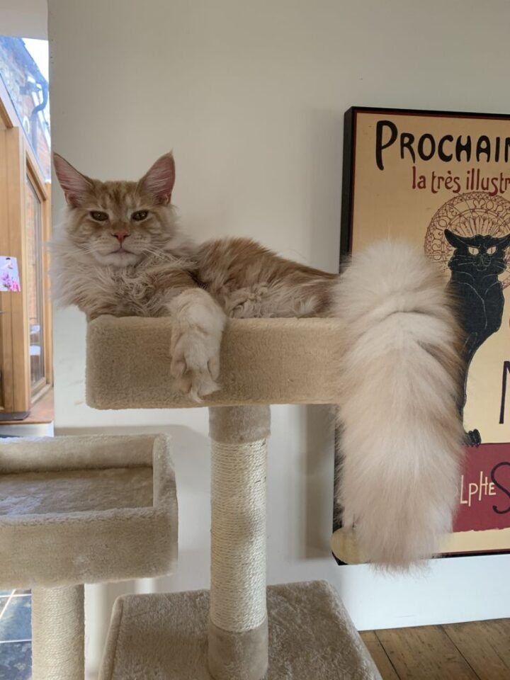 Why Do Cats Purr? The Mystery of Feline Vibrations – petsKB