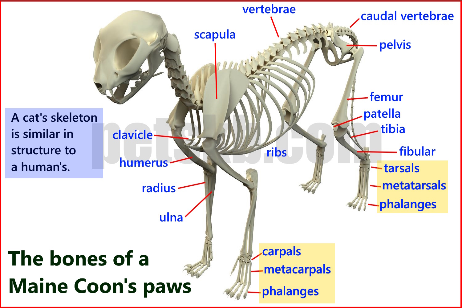 Maine Coon Paws: Fabulous fluffy facts – petsKB