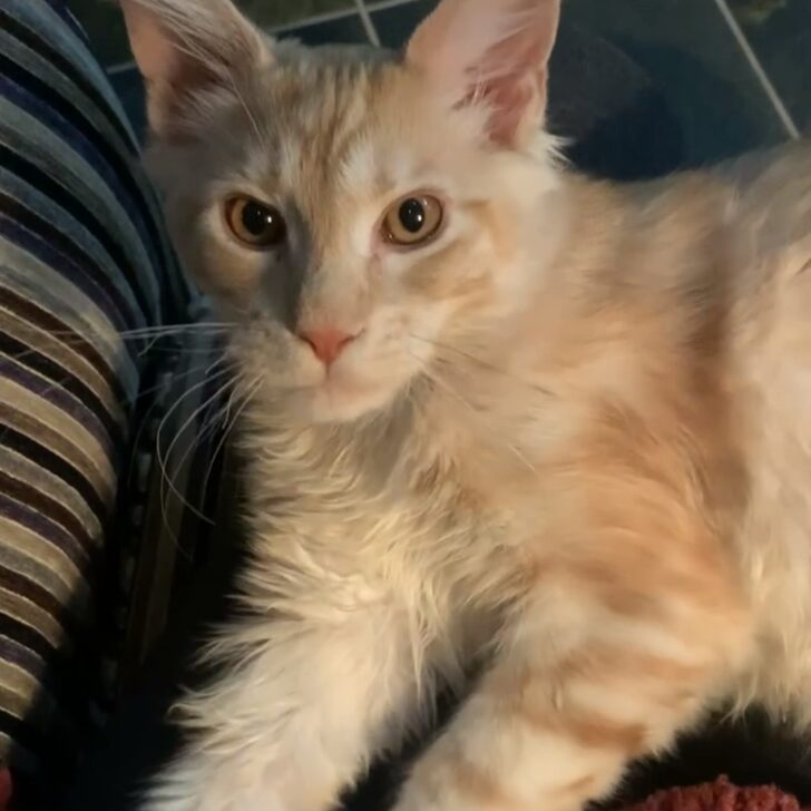 How Do Cats Say I Love You? – petsKB