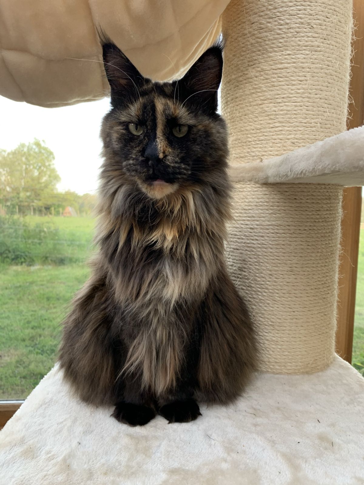 Are Maine Coons Hard To Take Care Of? – petsKB