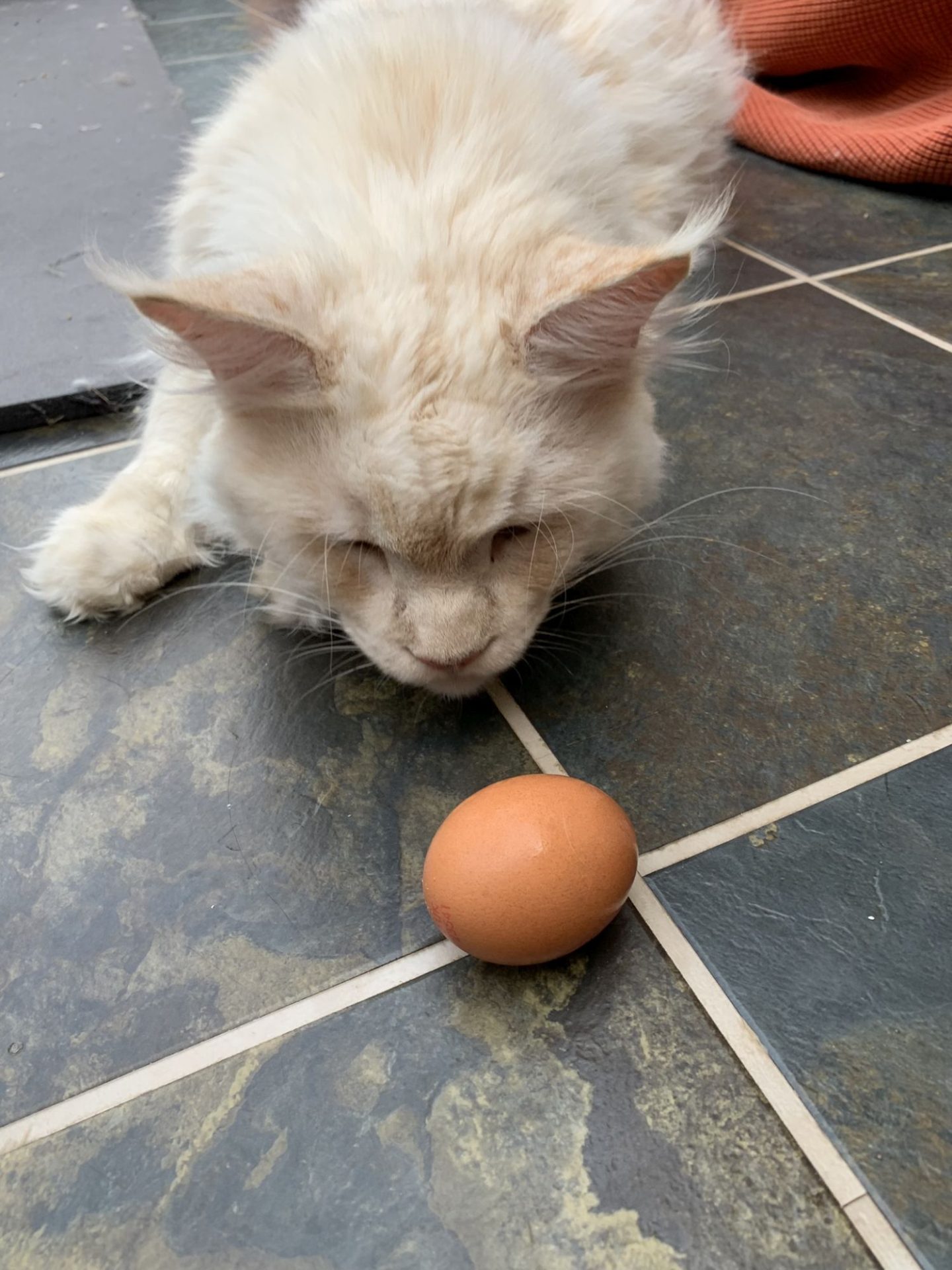 Can Maine Coons eat raw eggs? Are cooked eggs better for cats? – petsKB