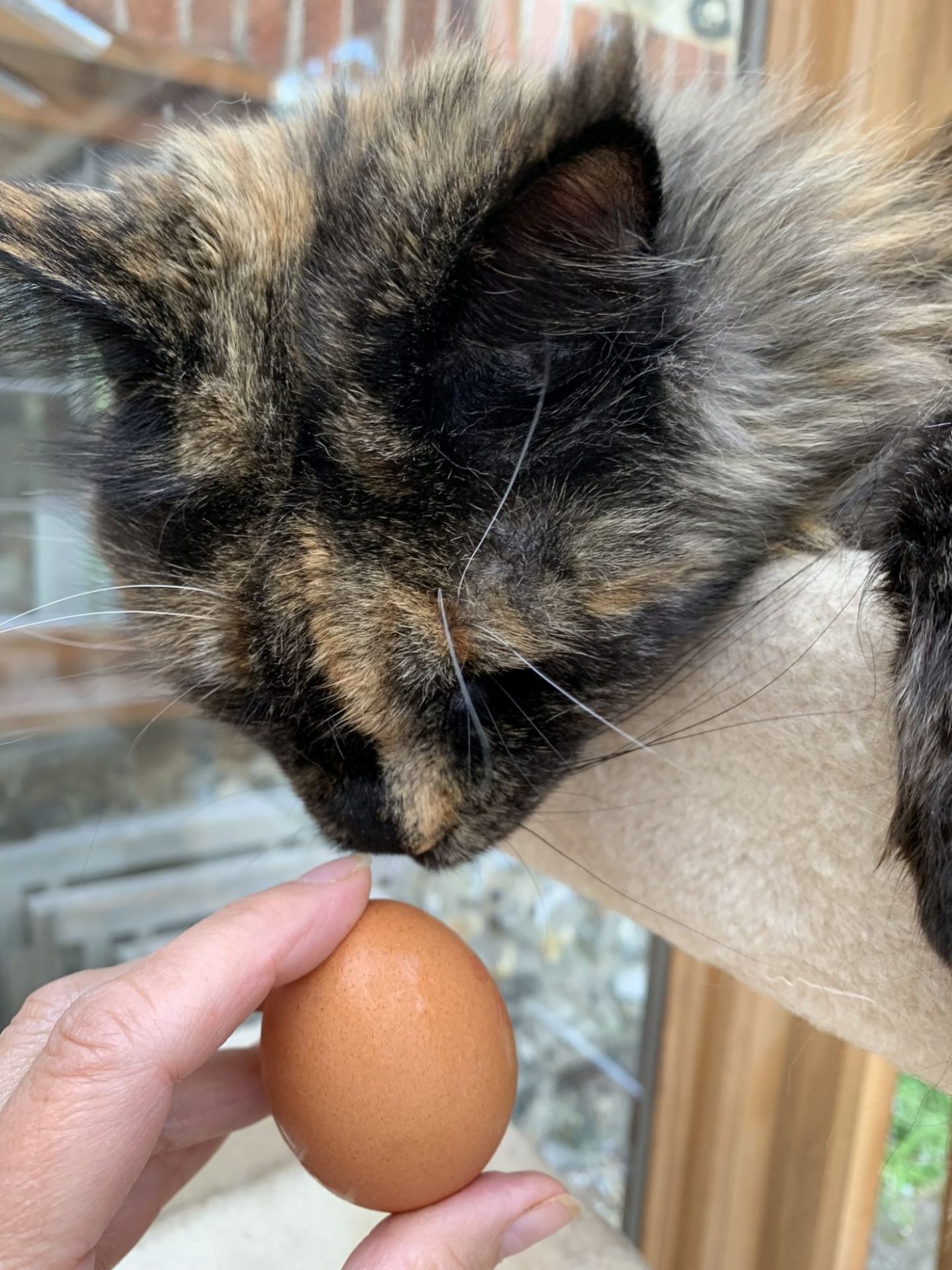 Can Maine Coons eat raw eggs? Are cooked eggs better for cats? – petsKB
