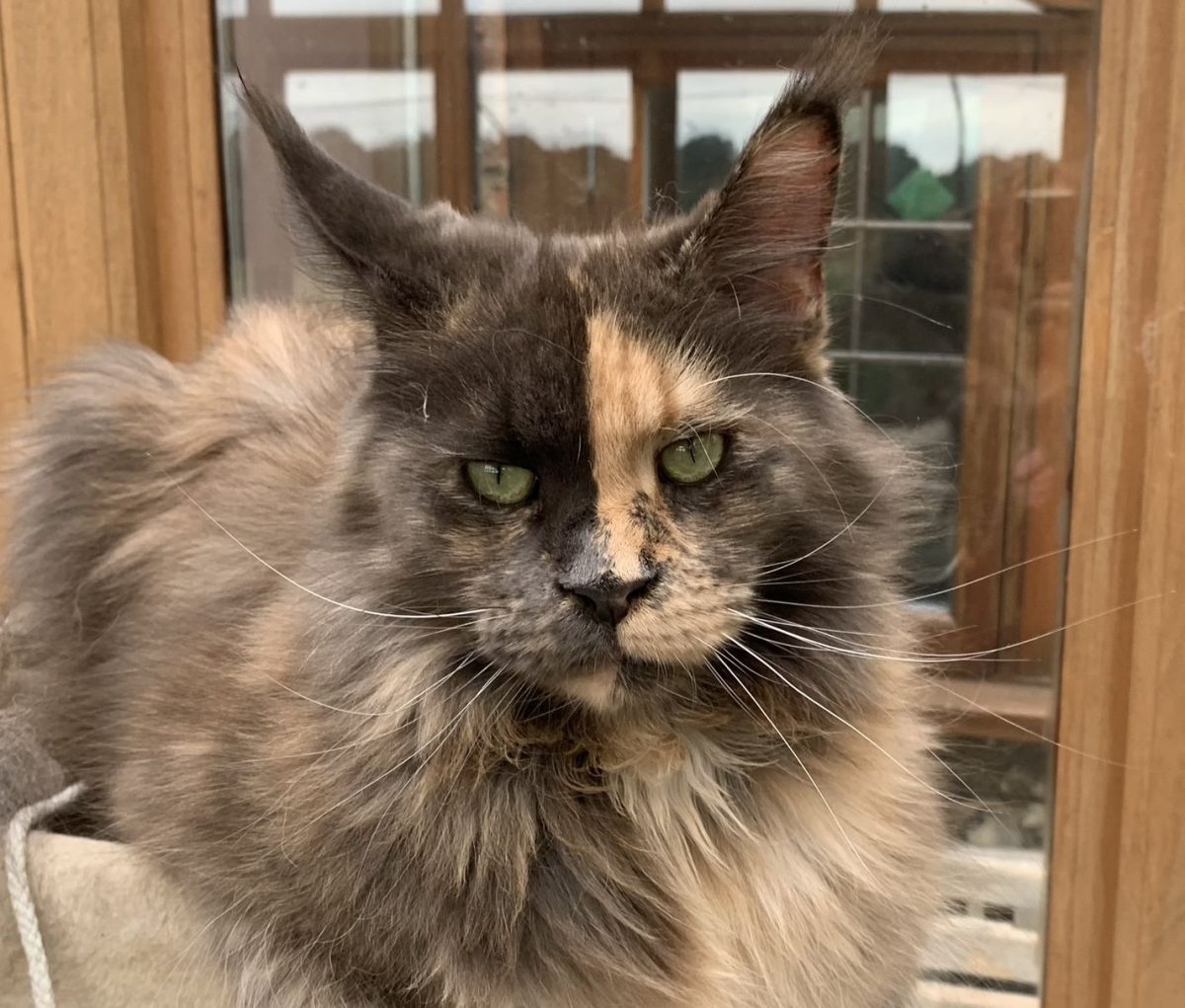 How Do Cats See The World? – petsKB