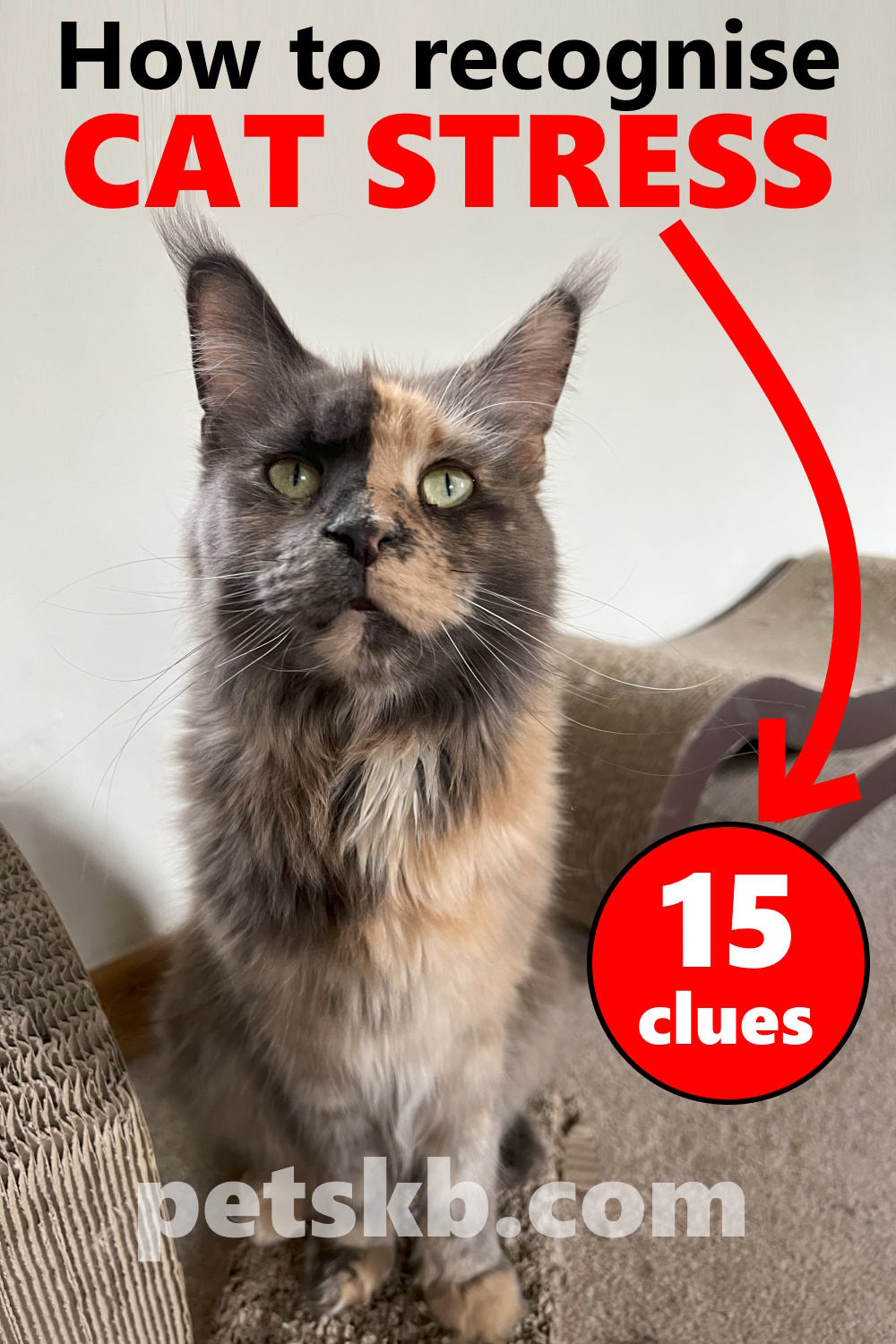 Signs of Cat Stress and Anxiety – petsKB