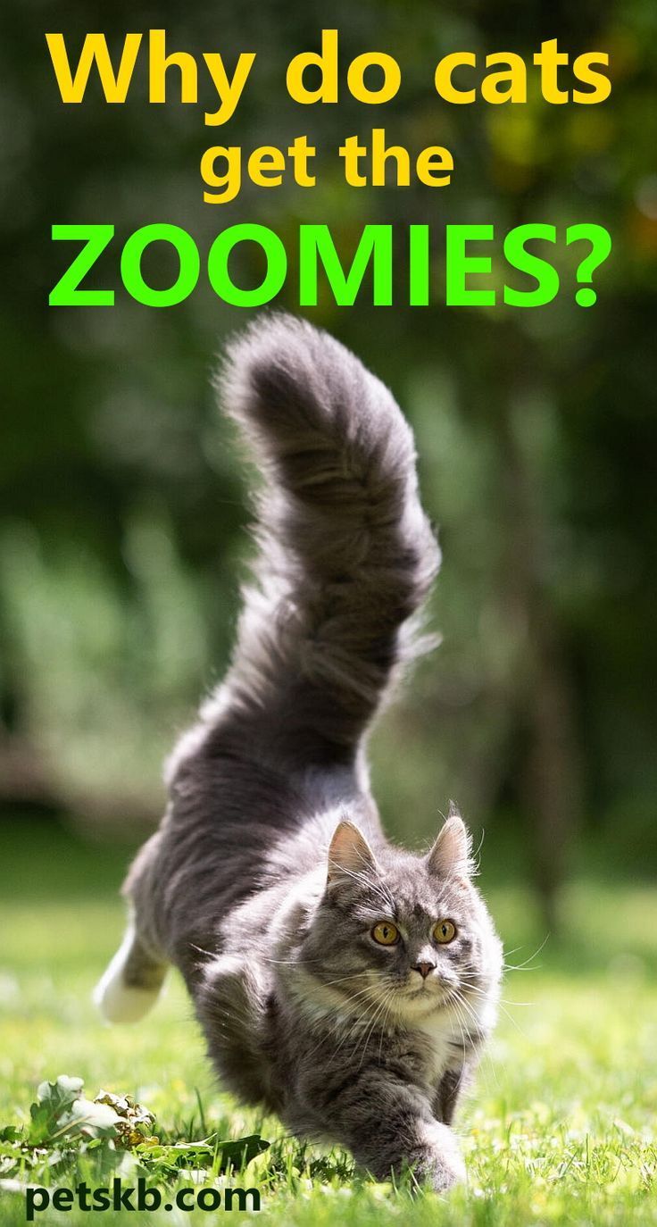 Cat zoomies: why do cats run around like crazy creatures? – petsKB