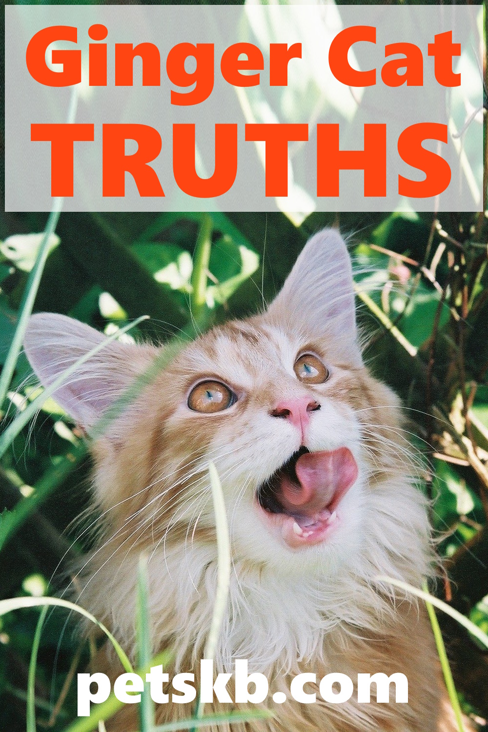 10 Fabulous Ginger Cat Facts – petsKB