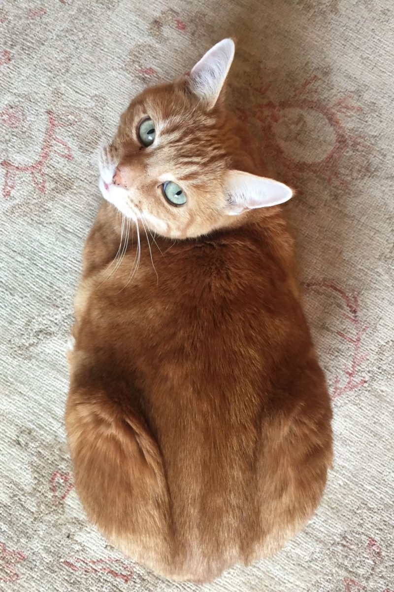 10 Fabulous Ginger Cat Facts – petsKB