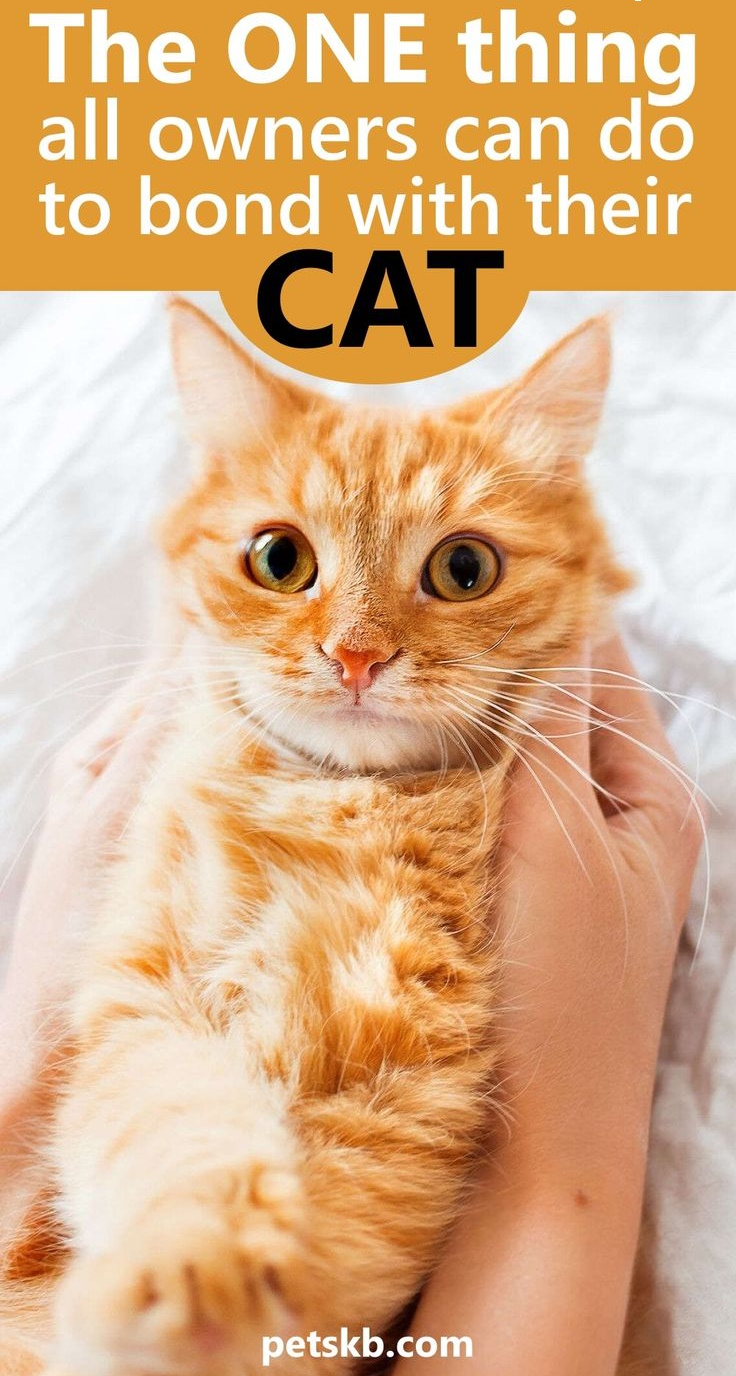 The ONE Thing All Owners Must Do to Bond With Their Cats! – petsKB