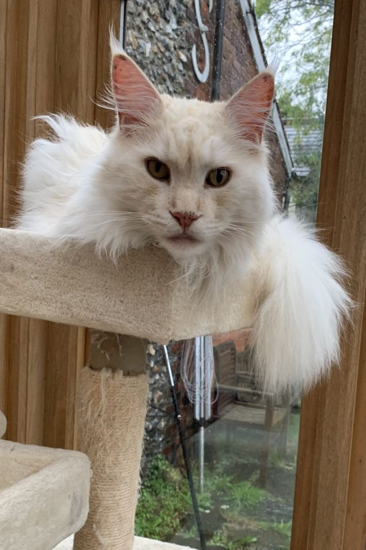 10 Fabulous Ginger Cat Facts – petsKB