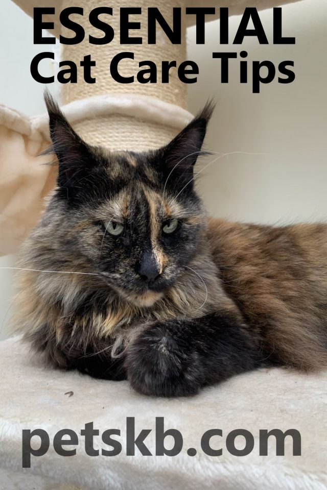 Cat Care Tips for a Happy and Healthy Feline – petsKB