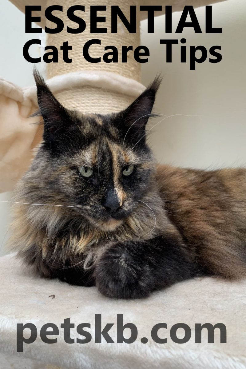 Cat Care Tips for a Happy and Healthy Feline – petsKB