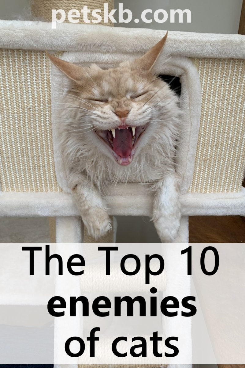 The Top 10 Household Items That Are Enemies to a Cat – petsKB