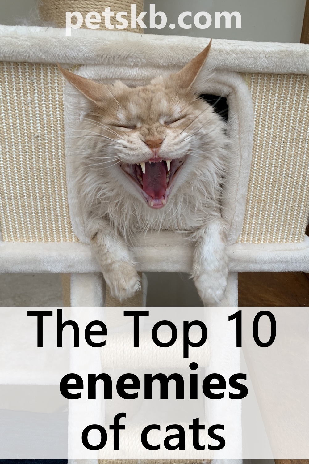 The Top 10 Household Items That Are Enemies to a Cat – petsKB