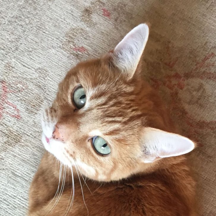 10 Fabulous Ginger Cat Facts – petsKB