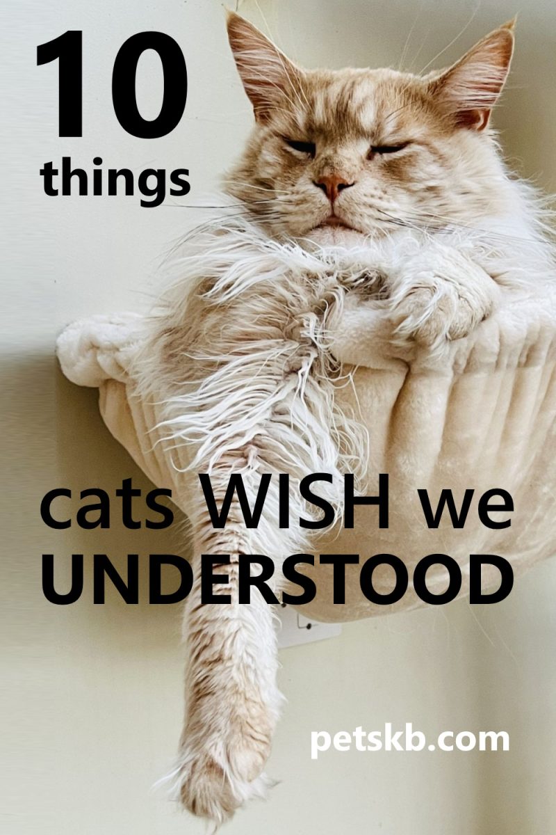 10 Things Cats Wish Humans Understood – petsKB
