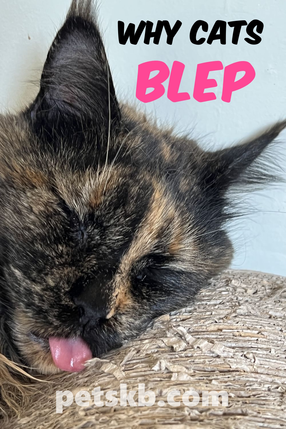 Why Do Cats Sleep With Their Tongues Out? – petsKB