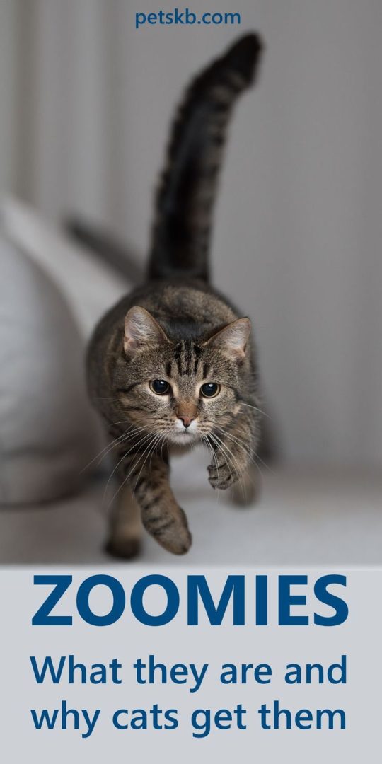Cat zoomies: why do cats run around like crazy creatures? – petsKB